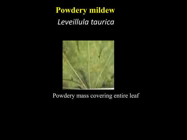 DISEASES OF CASTOR.pptx | Gardening | Home & Garden
