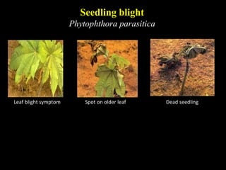 DISEASES OF CASTOR.pptx