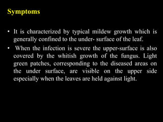 DISEASES OF CASTOR.pptx