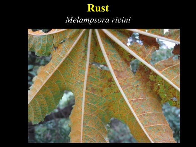 DISEASES OF CASTOR.pptx | Gardening | Home & Garden