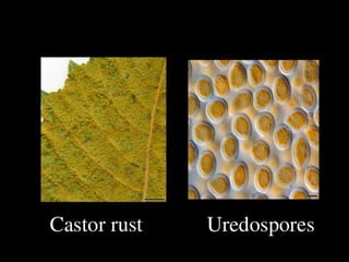 DISEASES OF CASTOR.pptx