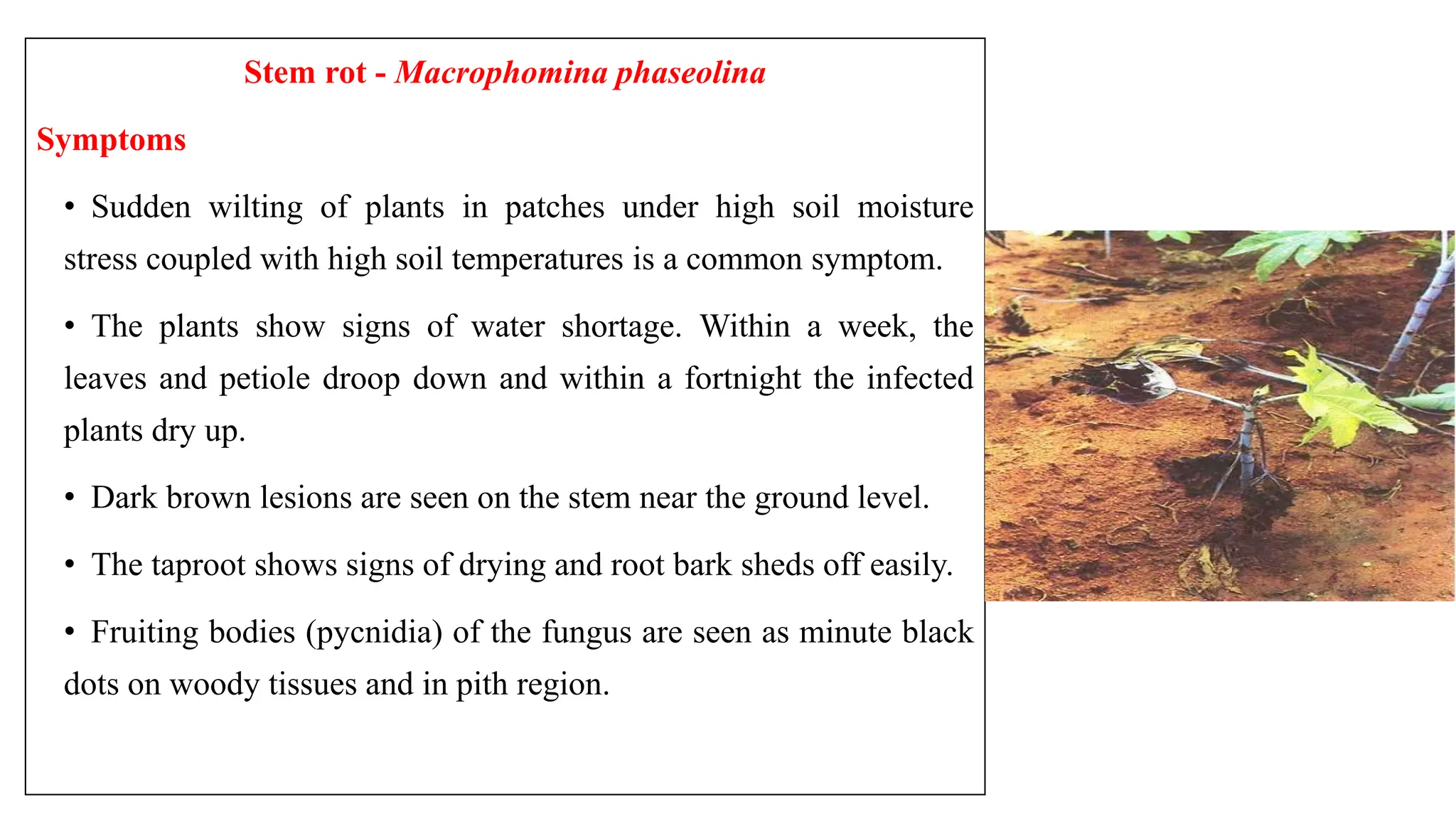 Diseases of castor by SACHIN R KONDAGURI.pptx