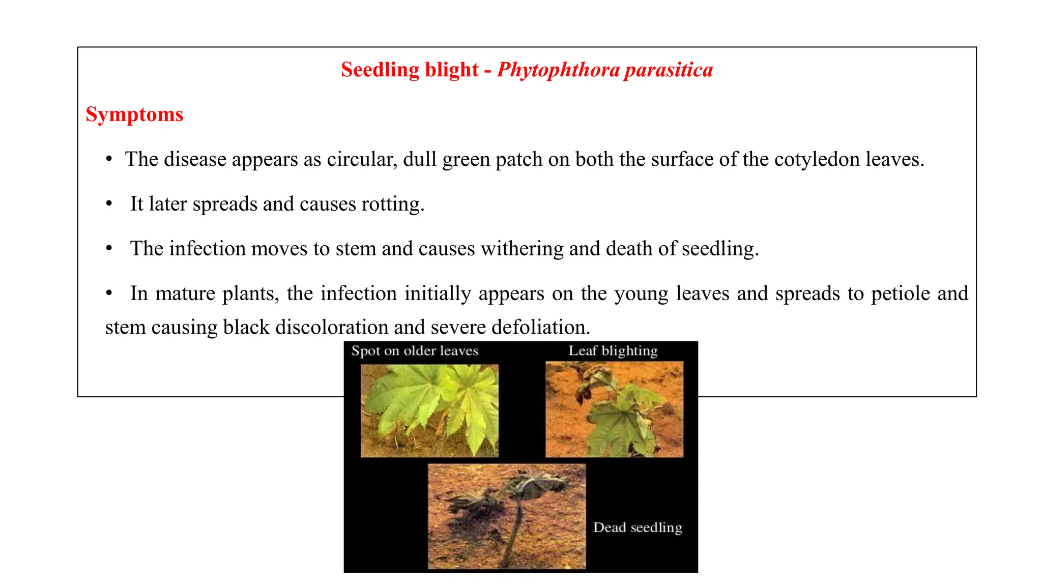 Diseases of castor by SACHIN R KONDAGURI.pptx