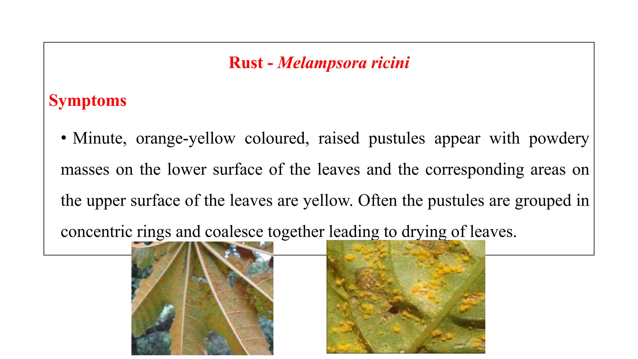 Diseases of castor by SACHIN R KONDAGURI.pptx