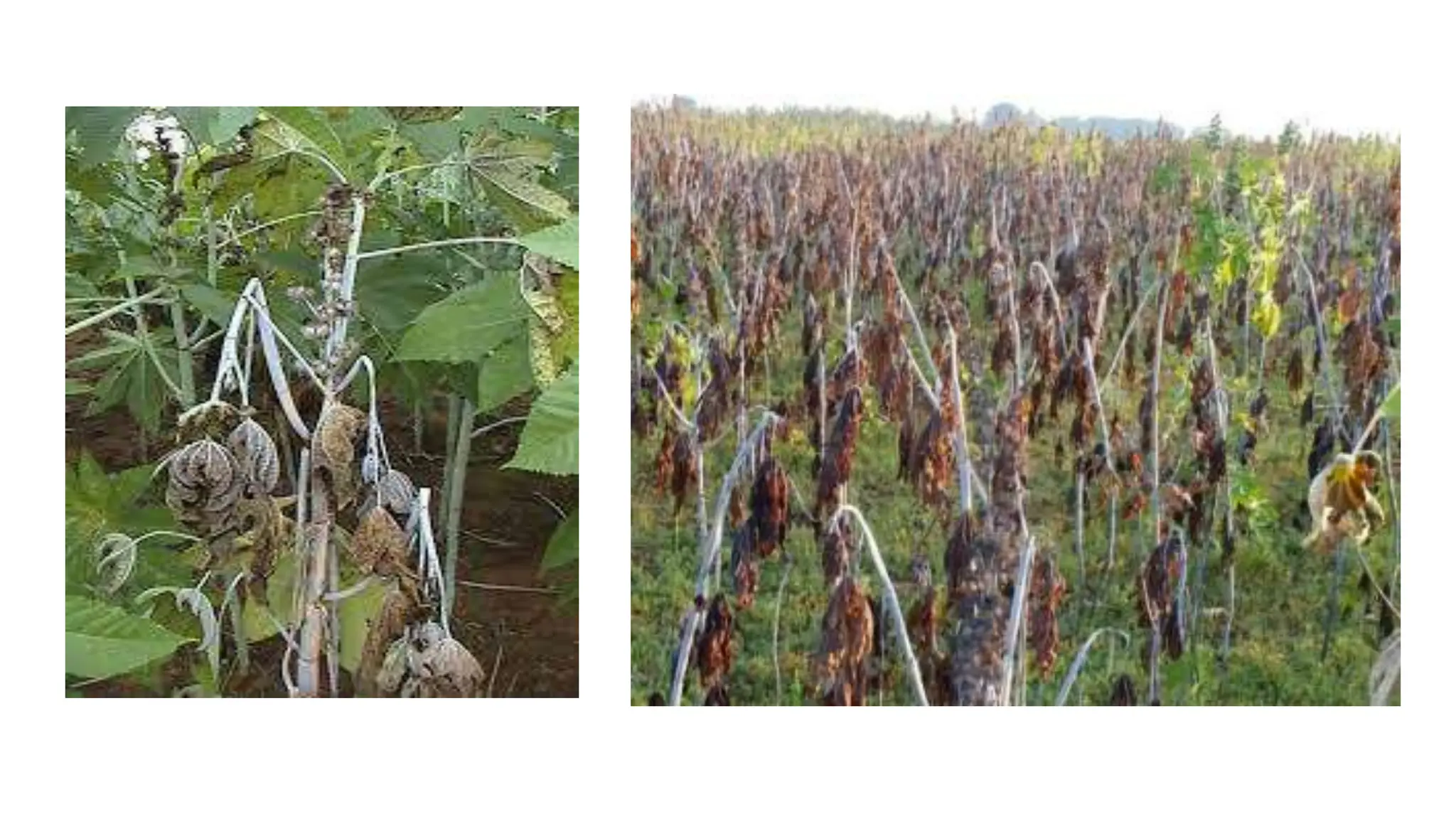 Diseases of castor by SACHIN R KONDAGURI.pptx