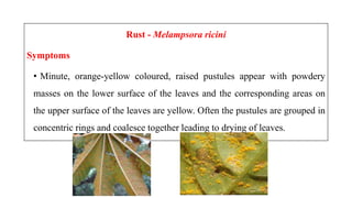 Diseases of castor by SACHIN R KONDAGURI.pptx