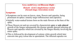 Diseases of castor by SACHIN R KONDAGURI.pptx
