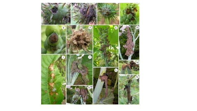 Diseases of castor by SACHIN R KONDAGURI.pptx | Gardening | Home & Garden