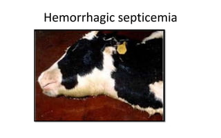 TLE - Horticulture Cattle Raising | PPTX