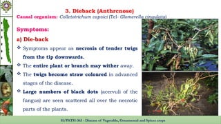 Diseases of chilli, cause, etiology, management | PPTX