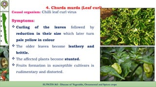 Diseases of chilli, cause, etiology, management | PPTX