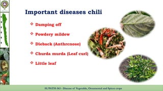 Diseases of chilli, cause, etiology, management | PPTX