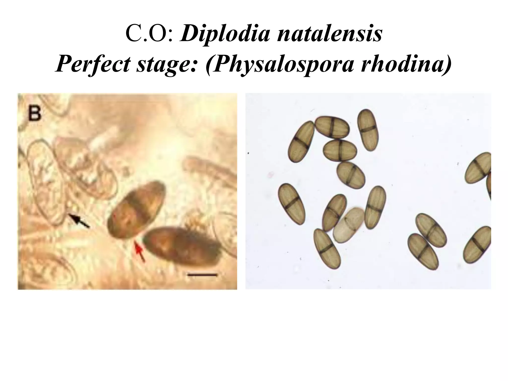 Diseases of Citrus.pptx