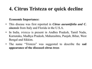 Diseases of Citrus.pptx