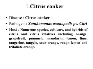 Diseases of Citrus.pptx