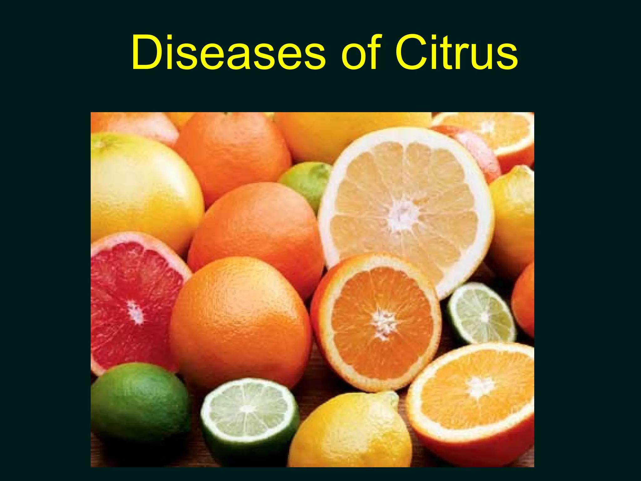 Diseases of citrus | PPT