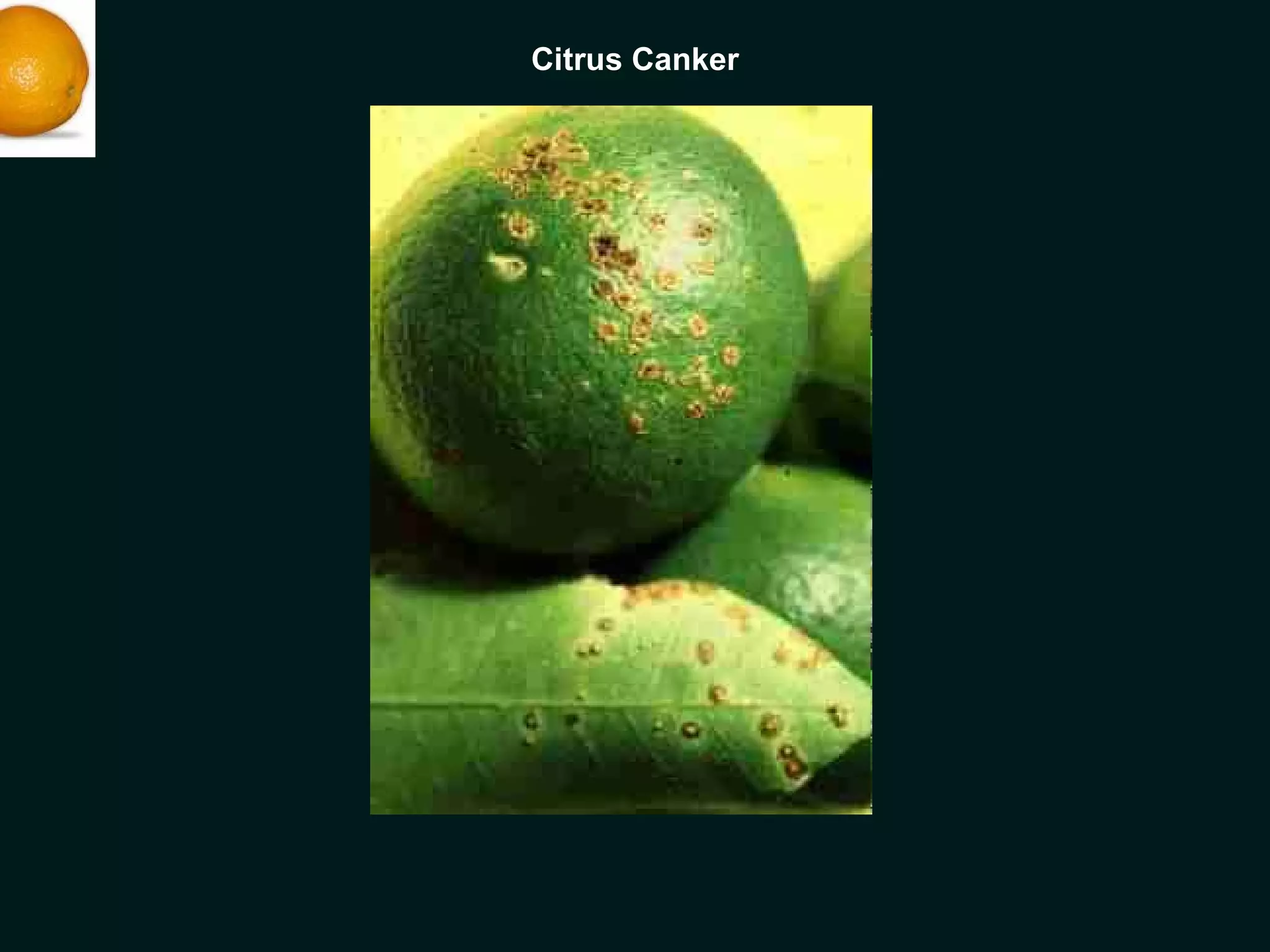 Diseases of citrus | PPT