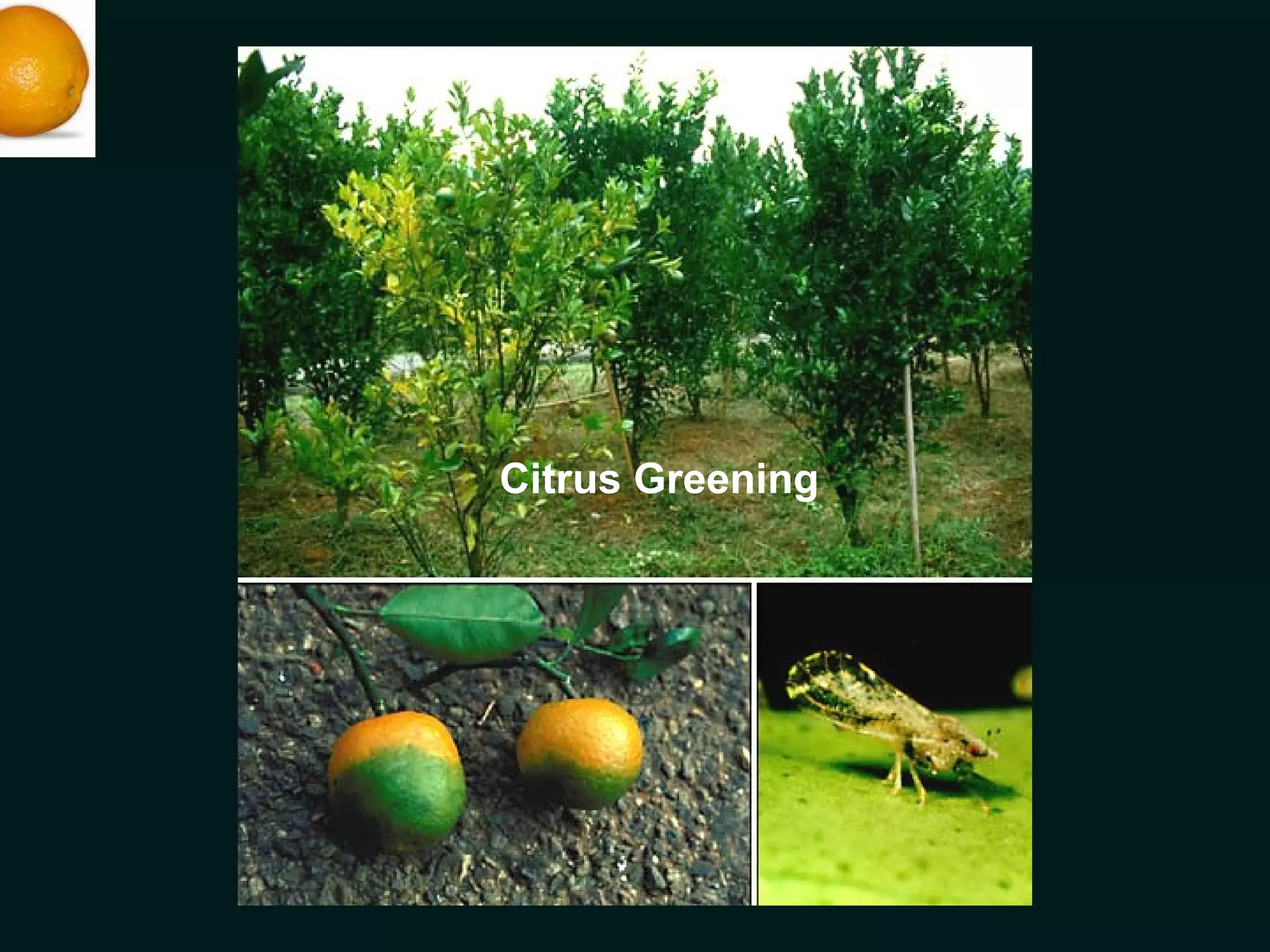Diseases of citrus | PPT
