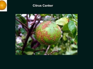 Diseases of citrus | PPT