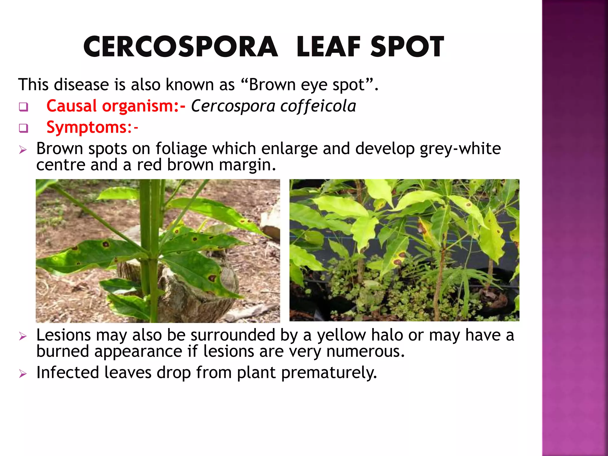 Diseases of coffee | PPTX