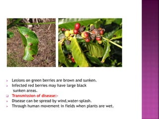 Diseases of coffee | PPTX