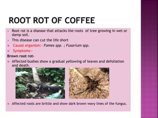 Diseases of coffee | PPTX