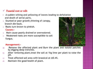 Diseases of coffee | PPTX