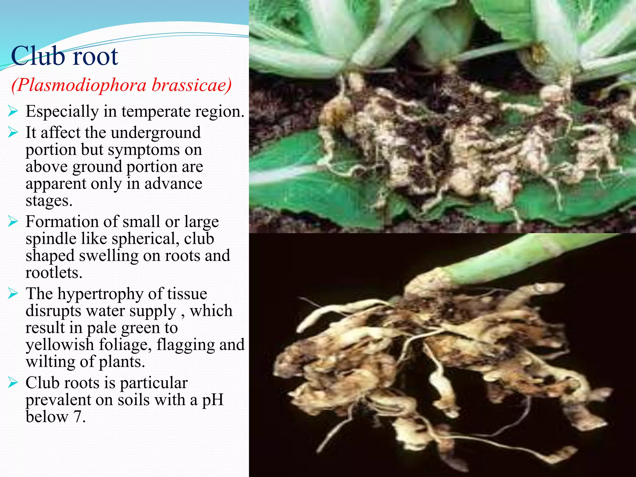 Diseases of cole crops by MD. RAMJAN | PPTX