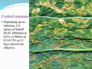 Diseases of cole crops by MD. RAMJAN | PPTX