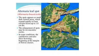 Diseases of cole crops | PPT