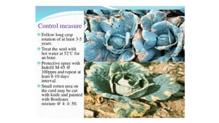Diseases of cole crops | PPT