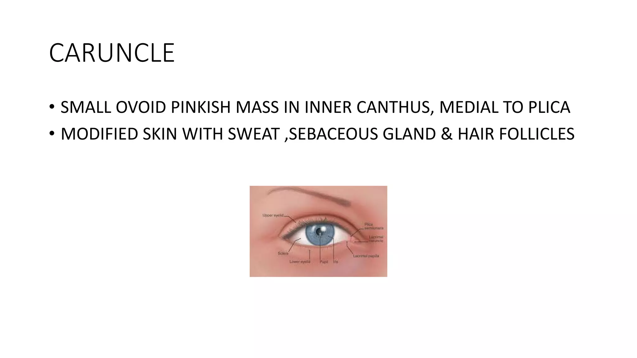 Diseases of conjunctiva ppt ophthalmology | PPTX