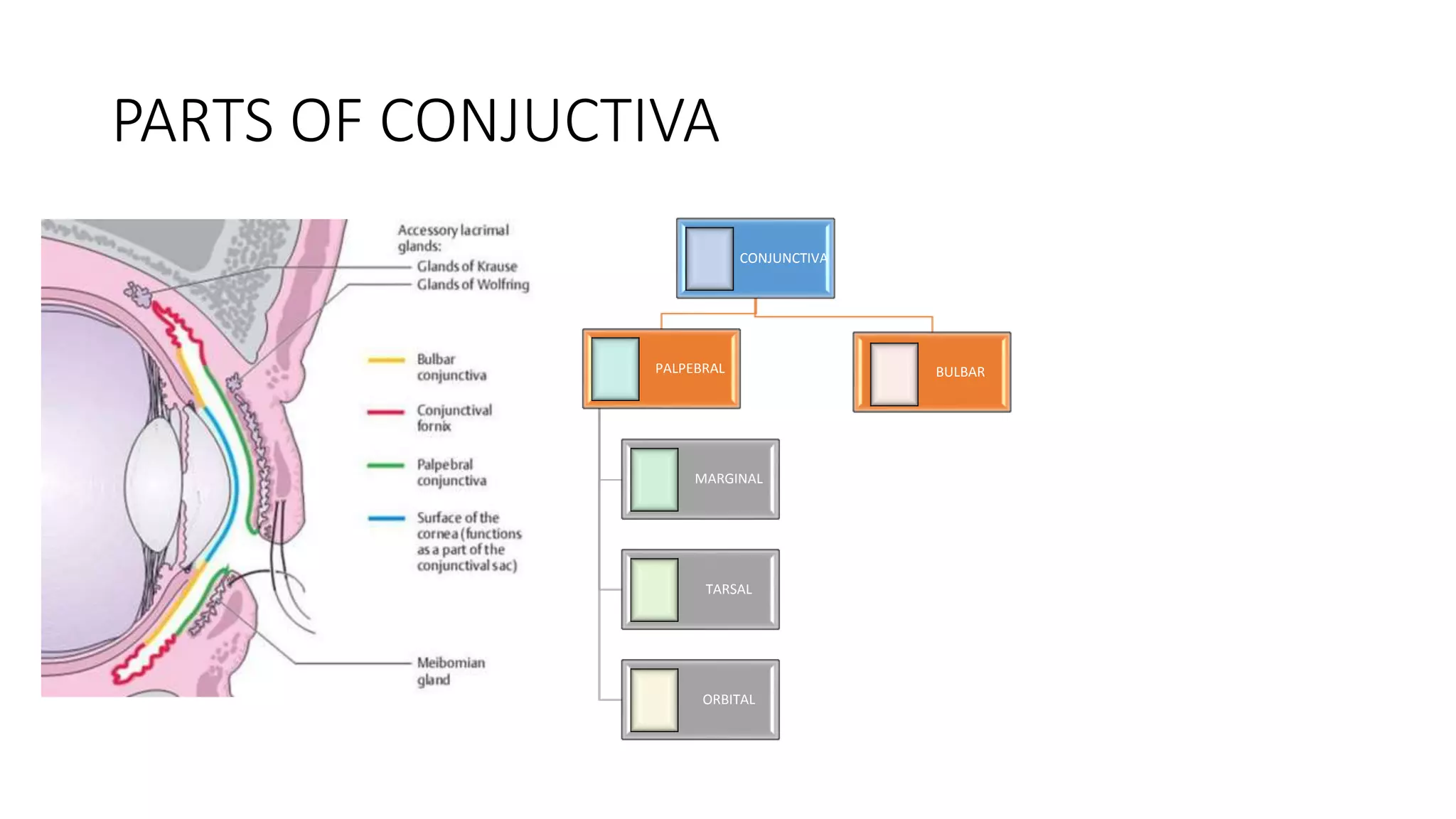 Diseases of conjunctiva ppt ophthalmology | PPTX | Eye and Vision Conditions | Diseases and ...