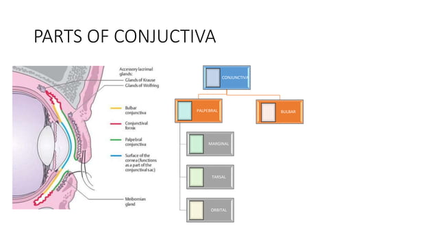 Diseases Of Conjunctiva Ppt Ophthalmology Pptx Eye And Vision