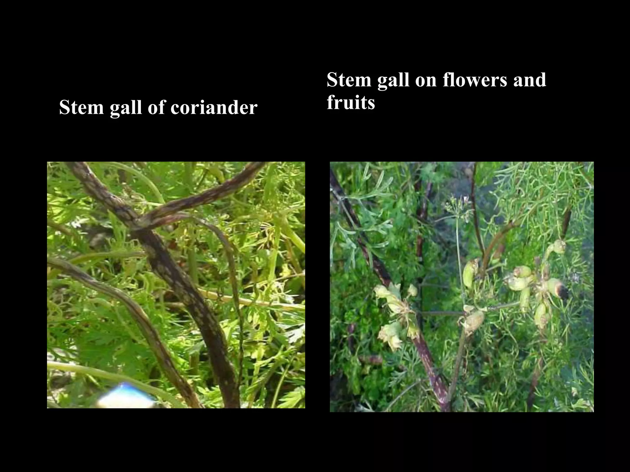 Diseases of coriander | PPTX