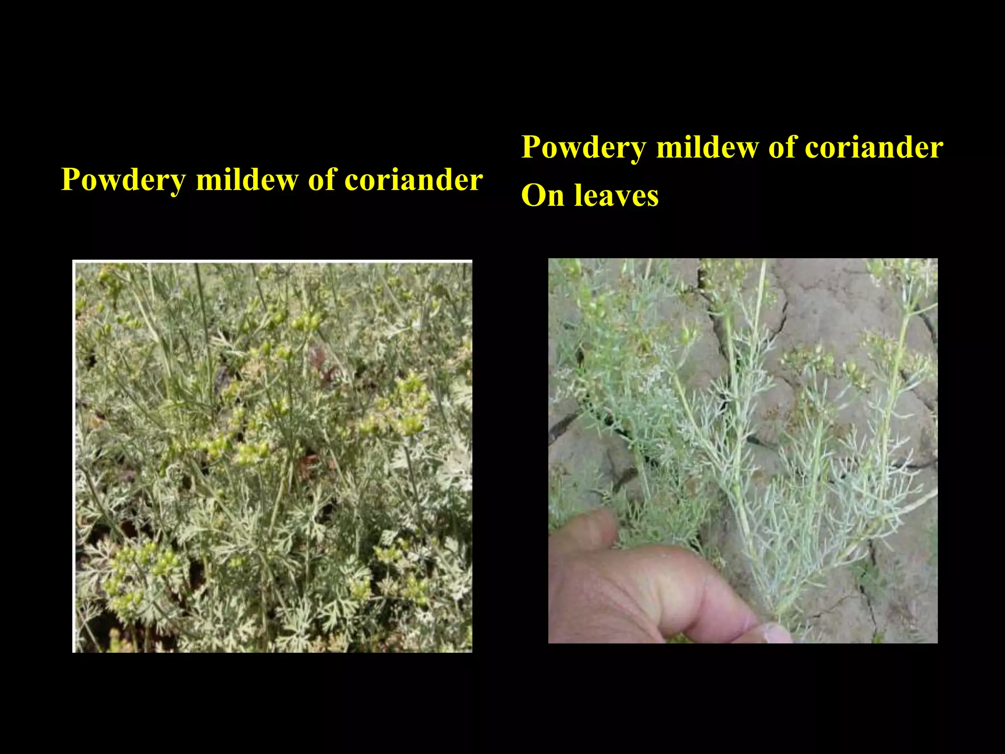 Diseases of coriander | PPTX