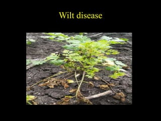 Diseases of coriander | PPTX