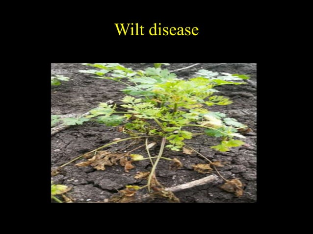 Diseases of coriander | PPTX | Agriculture | Industries