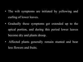 Diseases of coriander | PPTX
