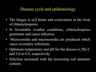 Diseases of coriander | PPTX