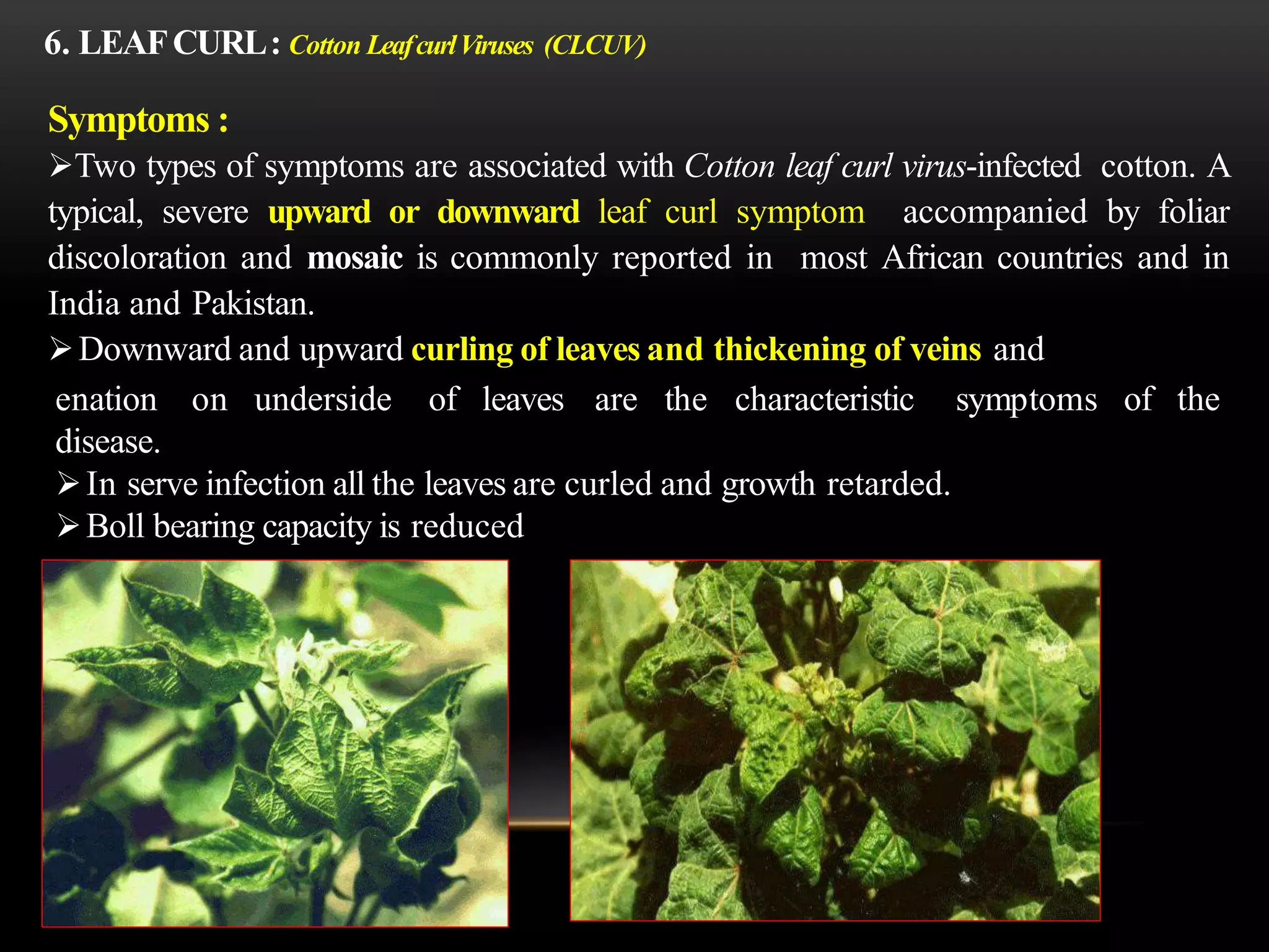 Diseases of cotton | PPTX