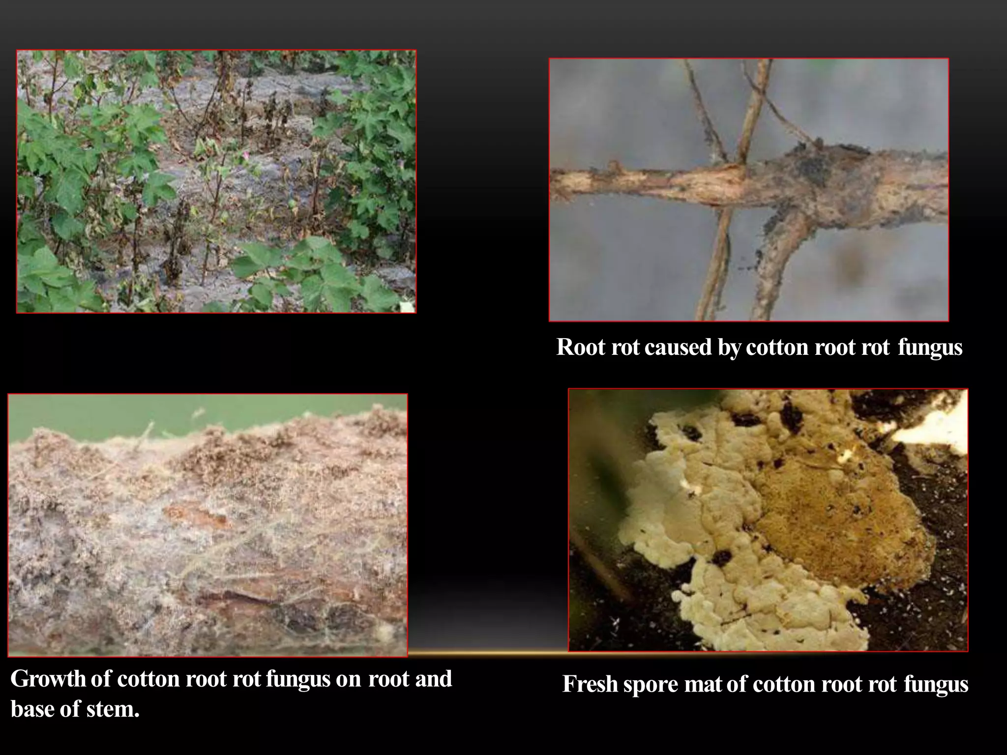 Diseases of cotton | PPTX
