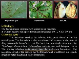 Diseases of cotton | PPTX