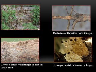 Diseases of cotton | PPTX