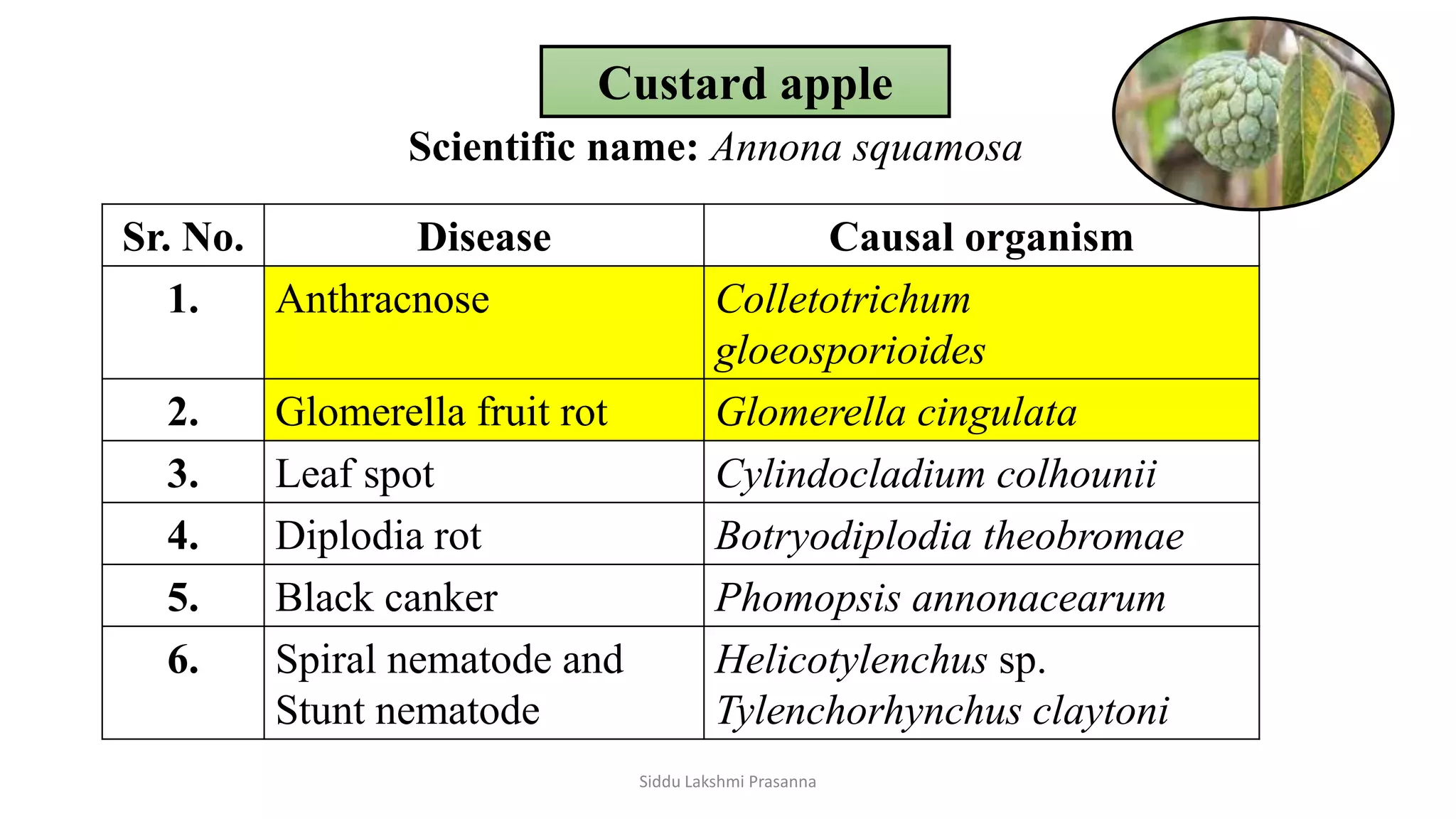Diseases of Custard apple.pdf