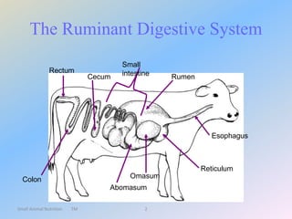 Diseases_of_Digestive_system in animals. | PPT
