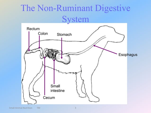 Diseases_of_Digestive_system in animals. | PPT