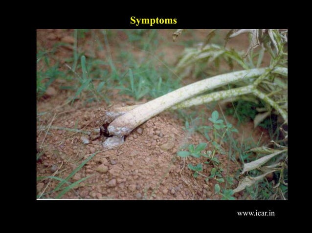 Diseases of elephant foot yam | PPTX