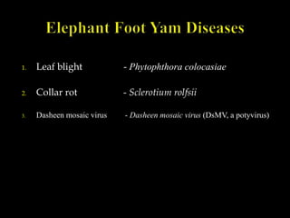 Phytophthora Leaf Blight Of Gabi