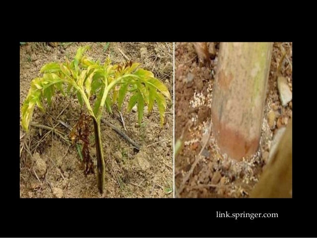 Diseases of elephant foot yam